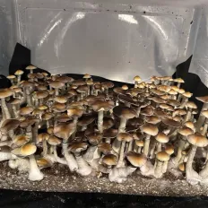 Inoculate the World | Mushroom Spores, Genetics & Cultivation Supplies ...